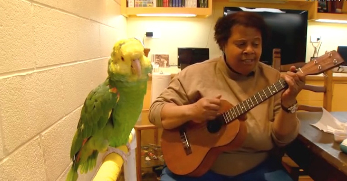 The Parrot Starts Singing. Seconds Later? No One Was Expecting This ...