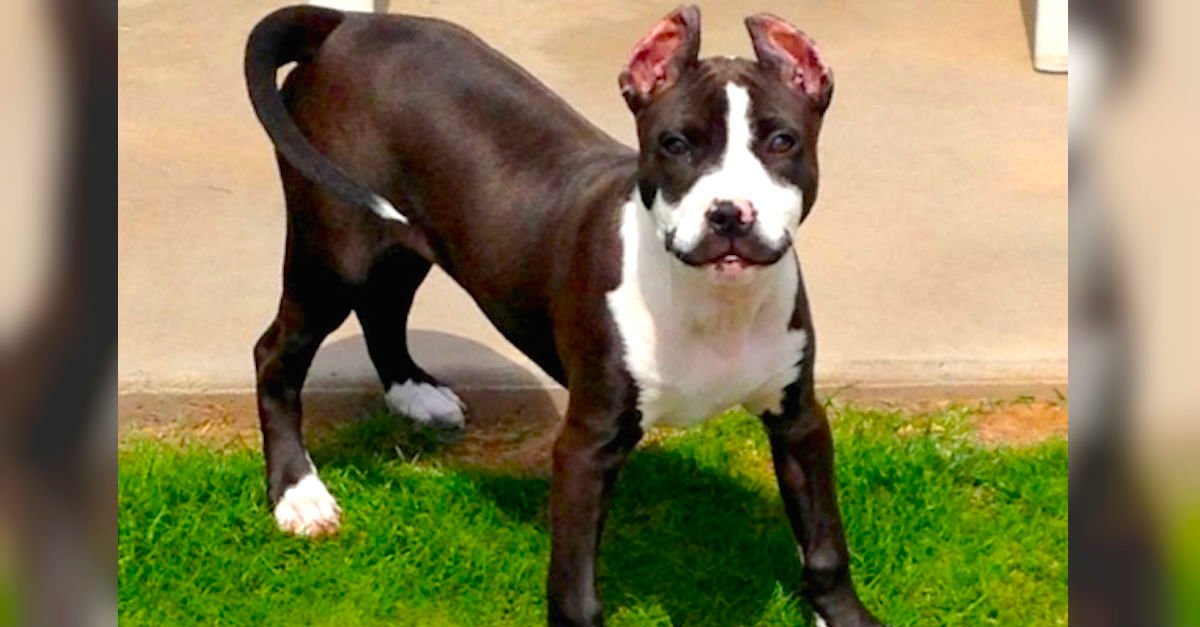 12 Pets With Totally Unique Fur Patterns | LittleThings.com