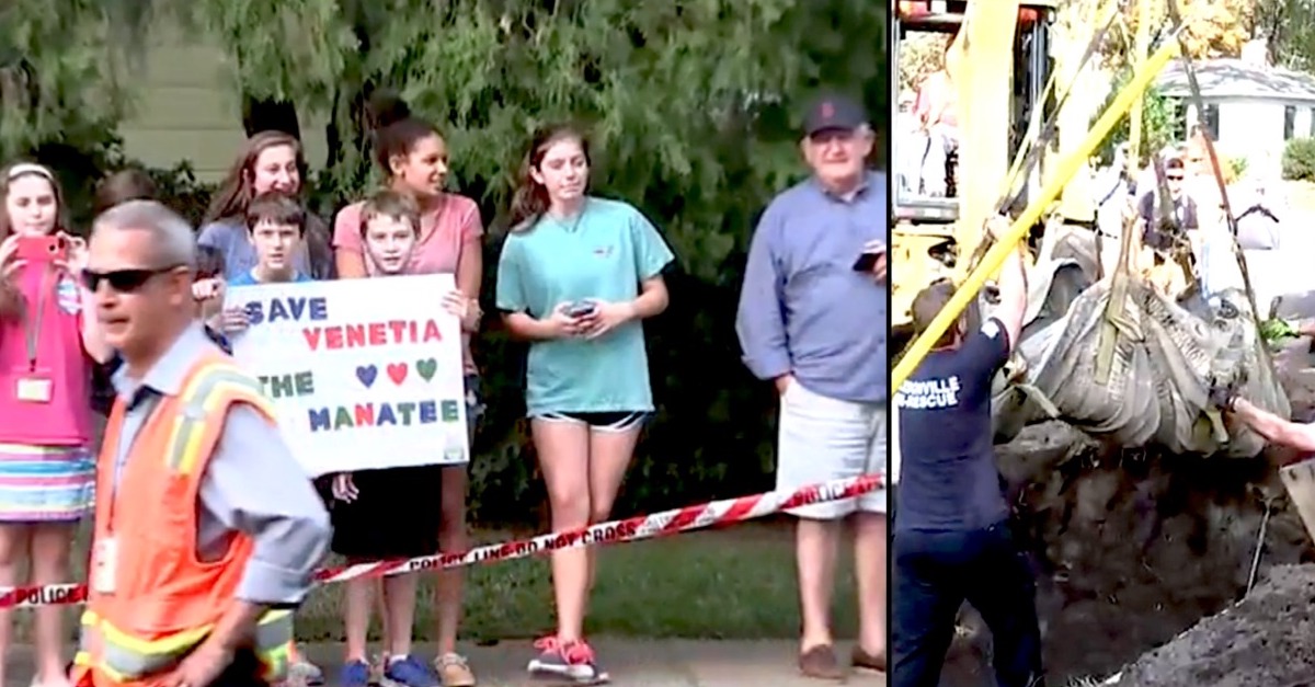 Rescue Crew Races Against The Clock To Pull Dying 1,000-Pound Manatee ...