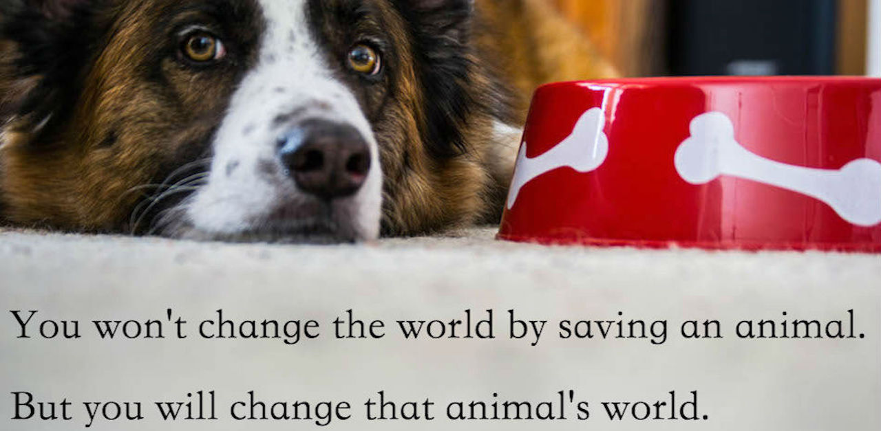 Rescuing A Pet Is Such An Important Way To Help | LittleThings.com