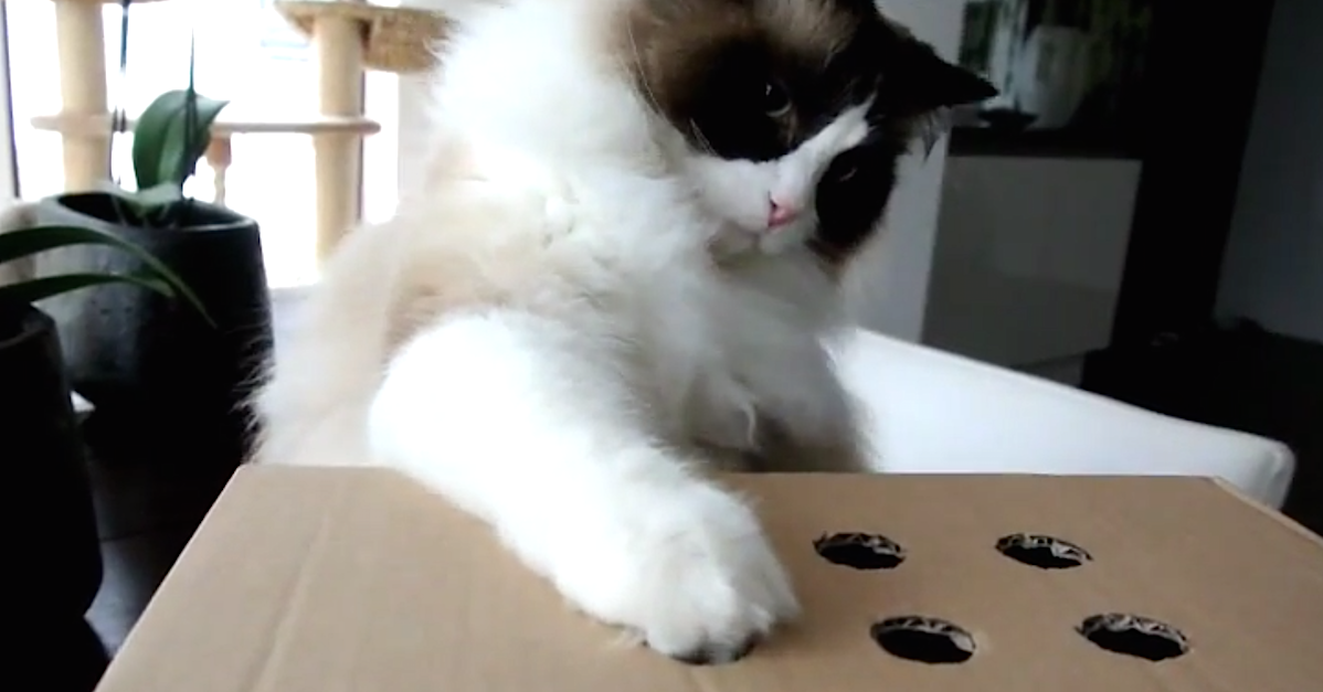 She Tried To Trick Her Cat, But His Response? GENIUS! | LittleThings.com