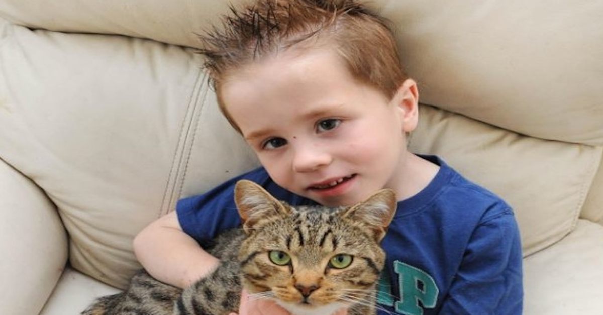 A 5-Year-Old Boy Was Being Attacked And Bullied - Until A Cat Came To ...