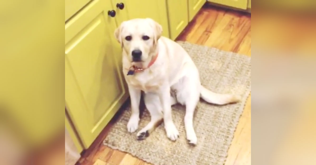 Woman Senses A Shadow Following Her Every Move, Then Realizes It’s Just ...