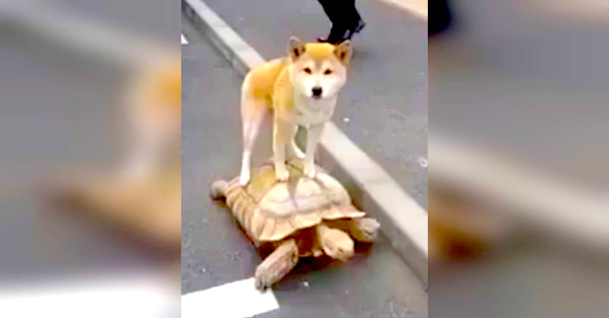 Tortoise Moves Slowly, But Doesn’t Notice Dog On Shell | LittleThings.com