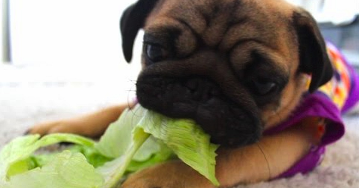 Warning: This Video Of A Pug Eating Lettuce Will Own Your Heart ...