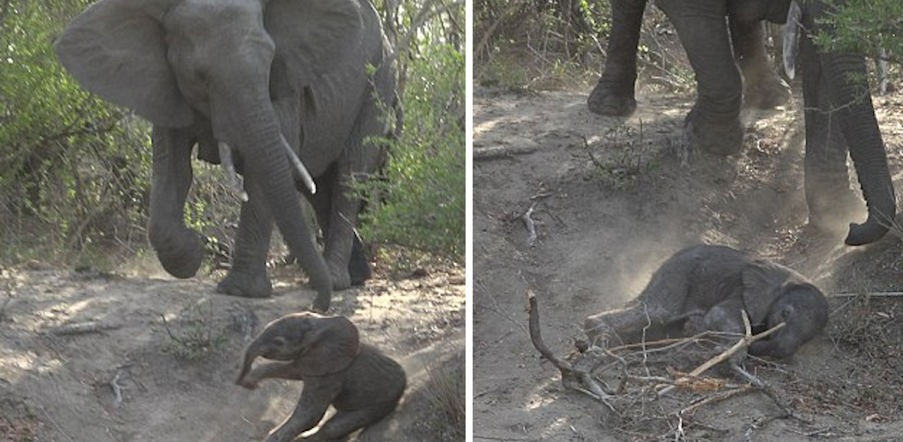 Mama Elephant Races To Save 1-Hour-Old Baby After He Tumbles Down A ...