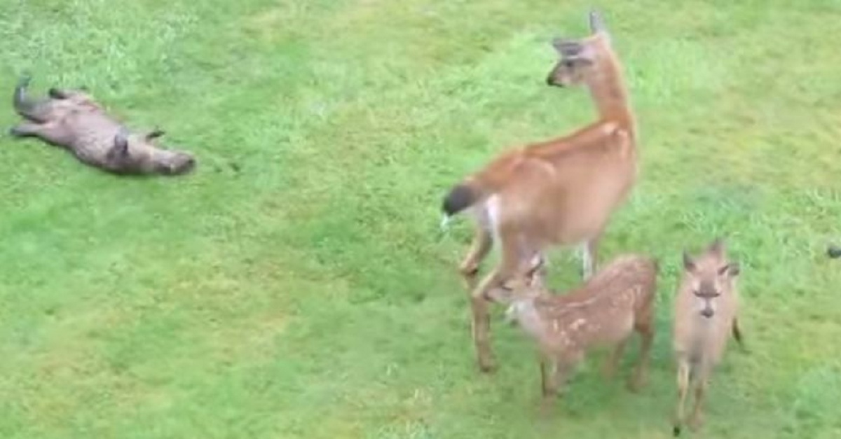 An Otter Approached A Family Of Deer In Our Yard! I Can't Believe What ...