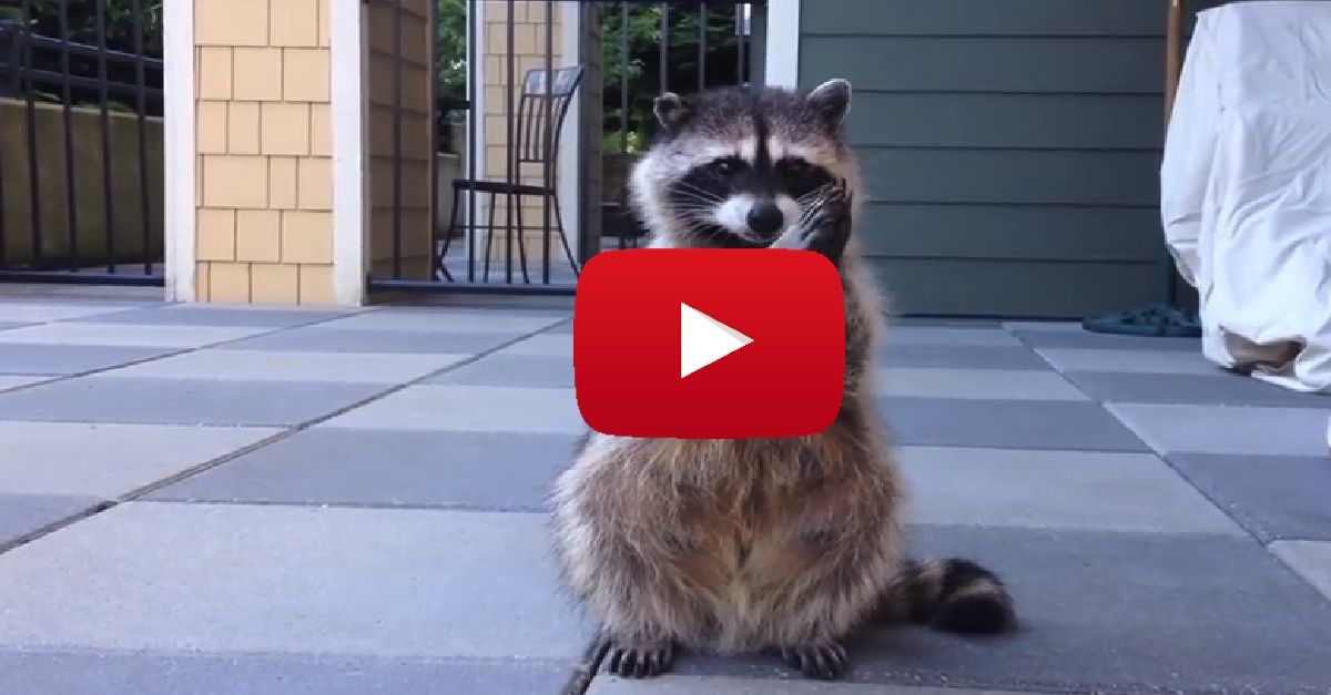 They Taught This Raccoon To Do The Most Adorable Trick! AWW ...