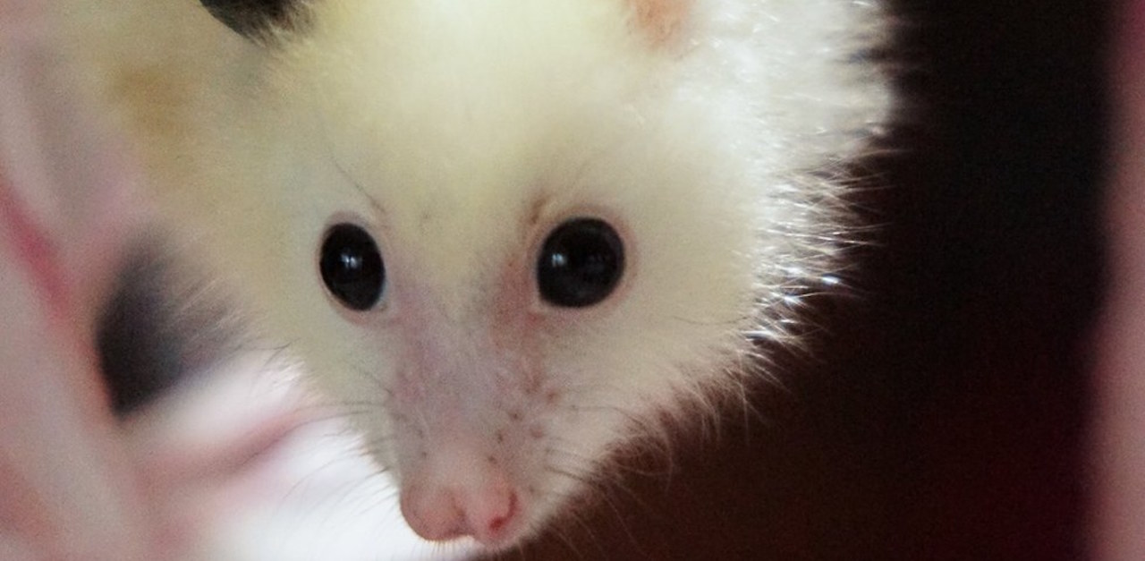 Rescuers Think He's A Piece Of Trash, Then The All-White Baby Bat ...