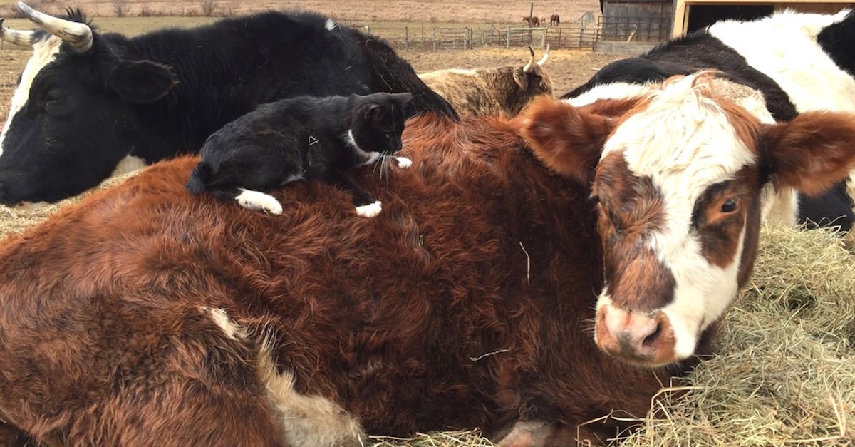 This Tiny Kitten Purrs On Top Of An Aging Cow. The Reason? Beautiful ...