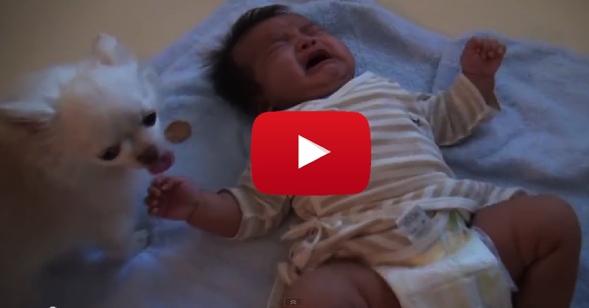 Dog Tries To Comfort Crying Baby In The Most Adorable Way! This Is ...