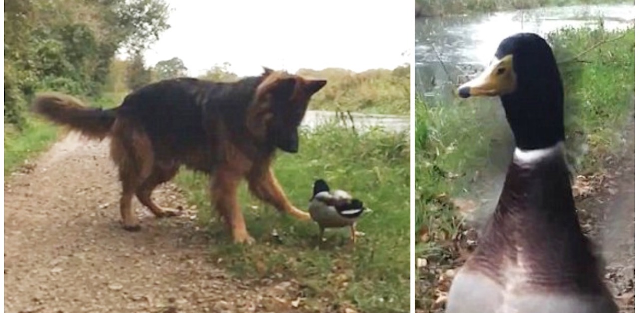 Passionate Little Wild Duck Stands Up To A Huge Playful Puppy ...