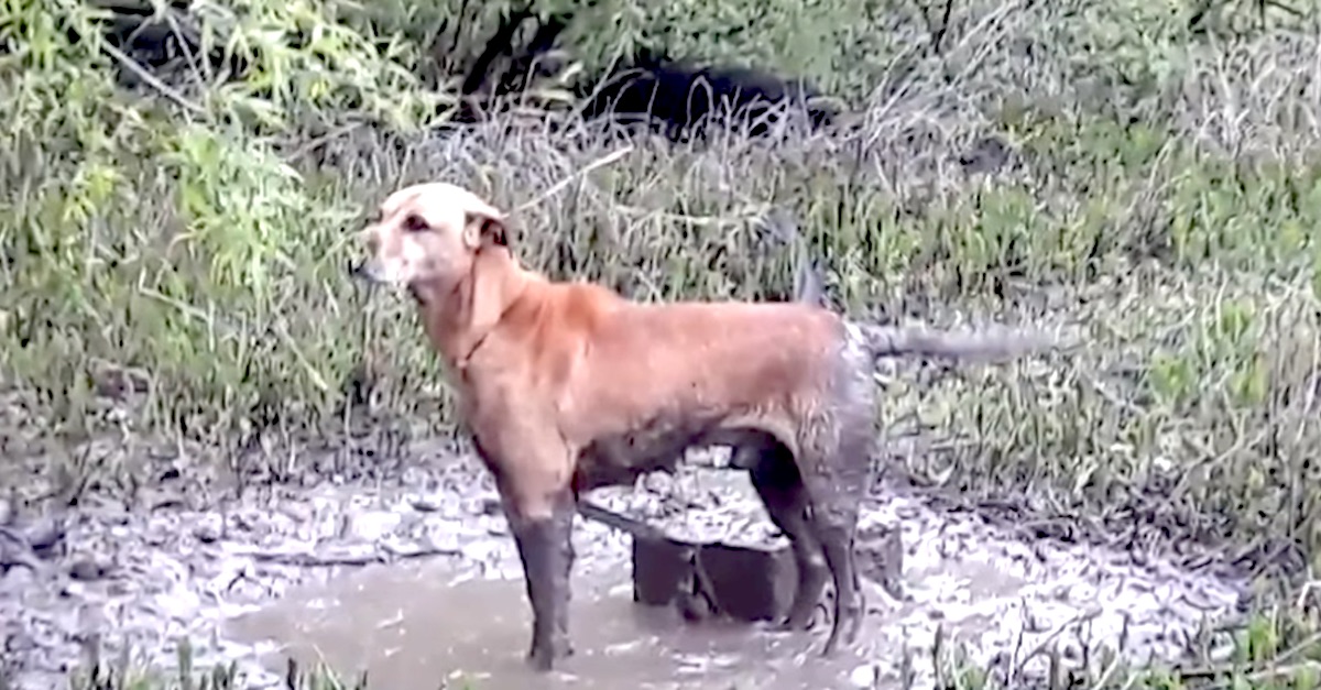 Dog Chained To Cinder Block Is Rescued | LittleThings.com