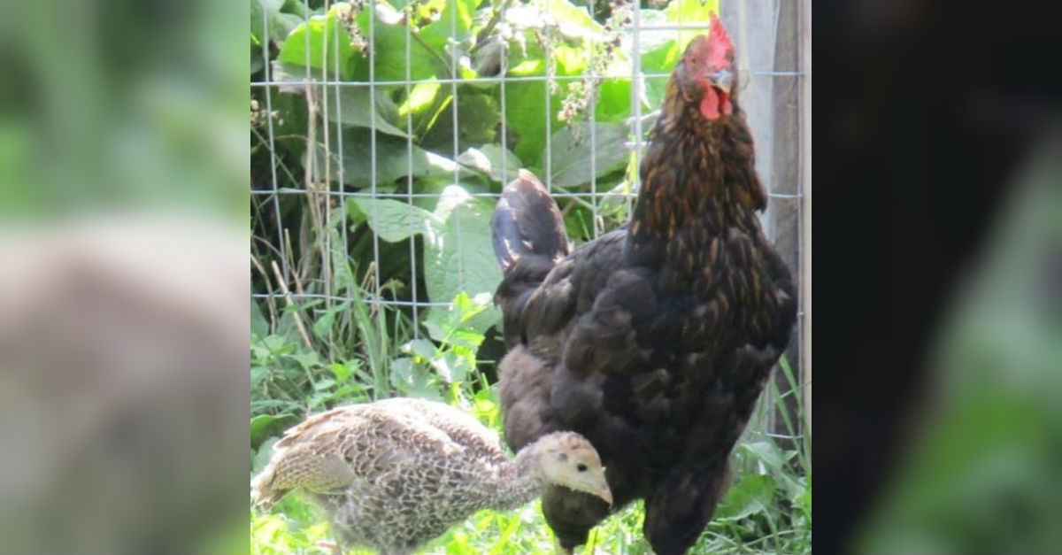 Depressed Chicken Finds Her Purpose When She Adopts Orphaned Baby ...