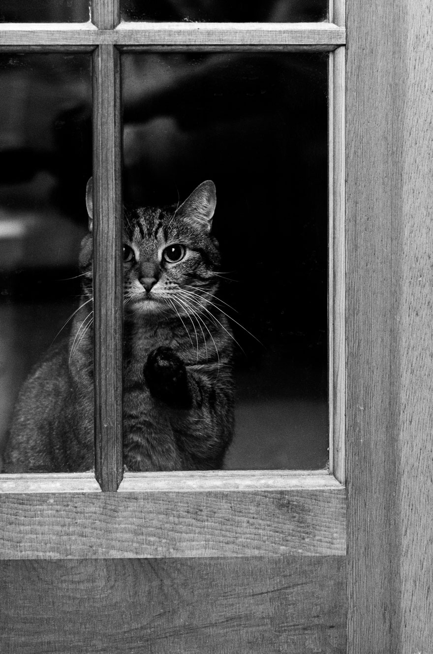21 Breathtaking Photos Of Animals Looking Through Windows. These Are ...