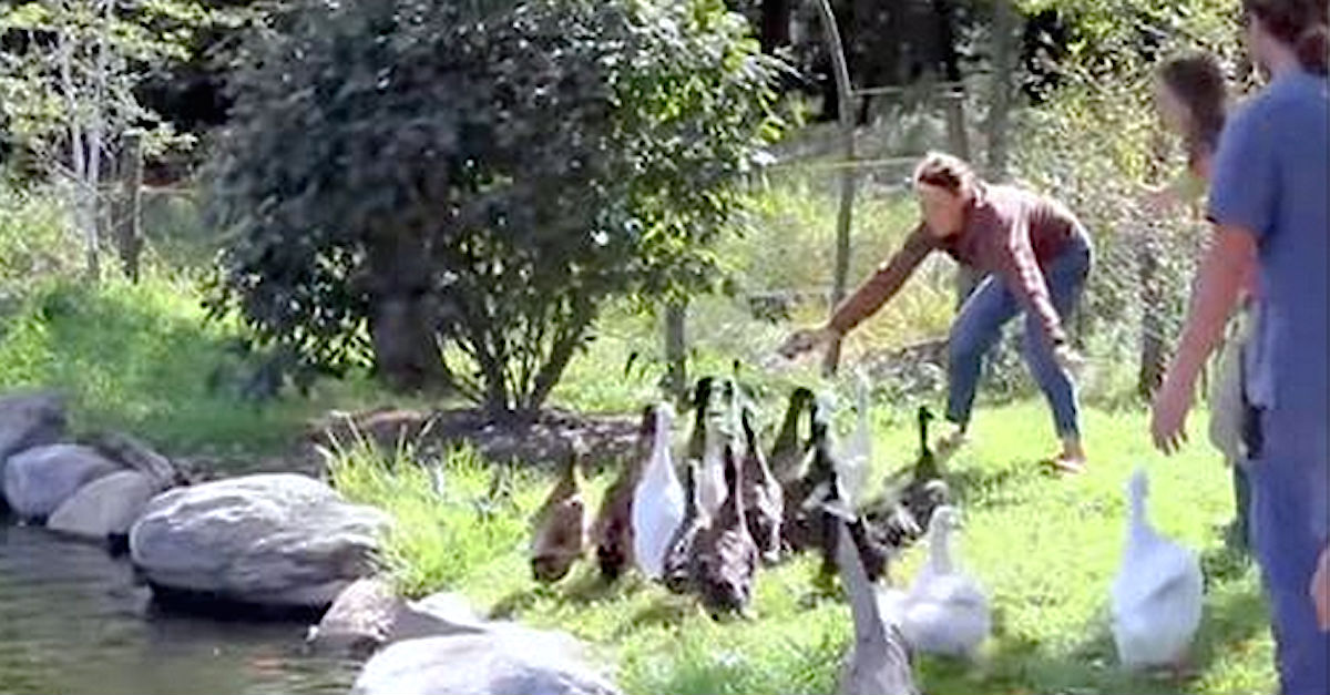 24 Rescue Ducks Are Finally Free, But Their Heroes Never Expected THIS ...