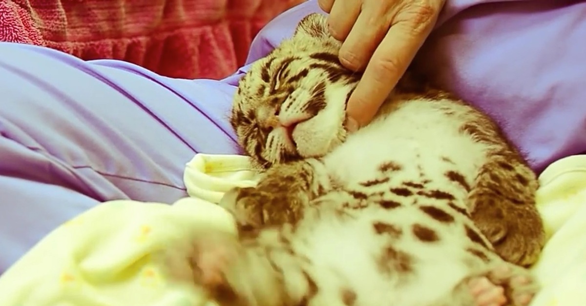 Leopard Cub Is Nearly Asleep, But Watch When She Starts To Tickle It ...