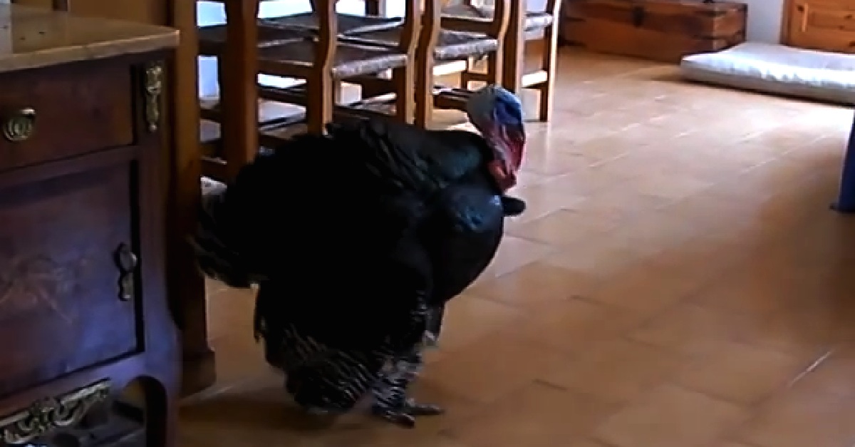 Is This Real? I've NEVER Seen A Turkey Do This Before! I Can't Stop ...