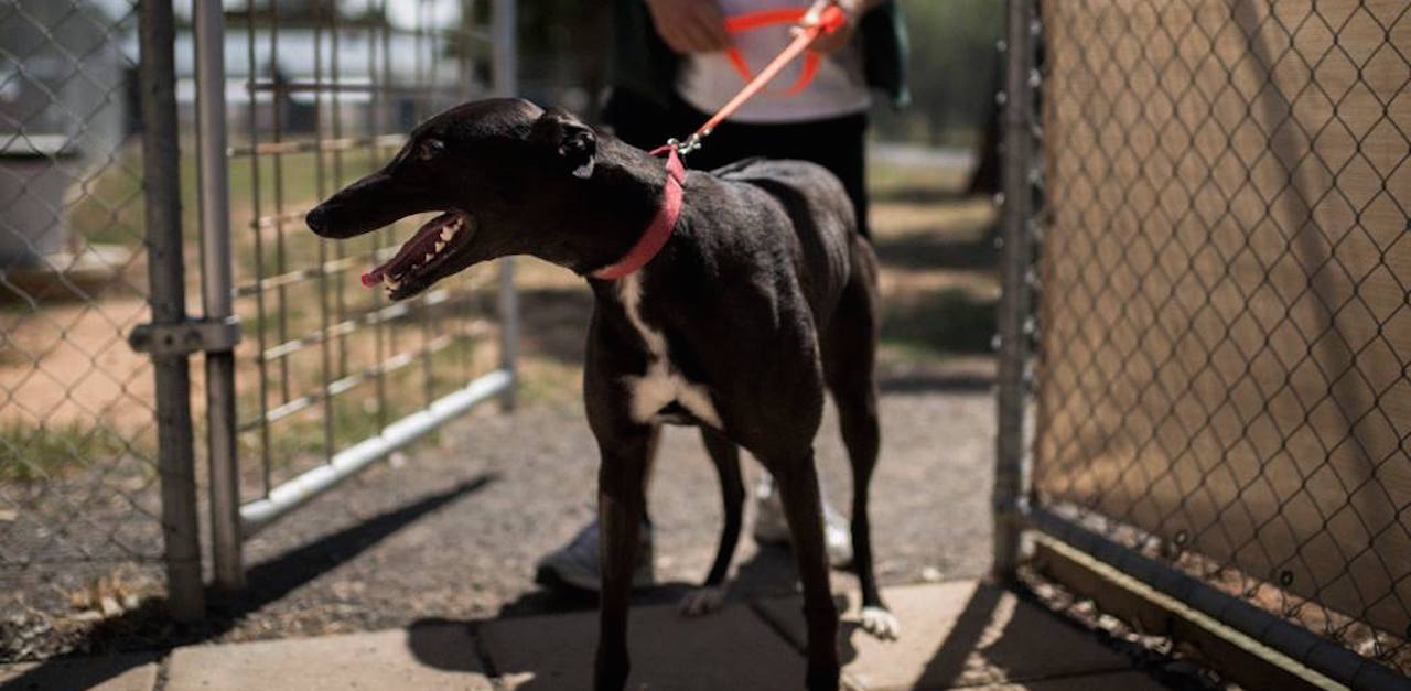 Loving Prisoners Give Unwanted Greyhounds A Second Chance At Life ...