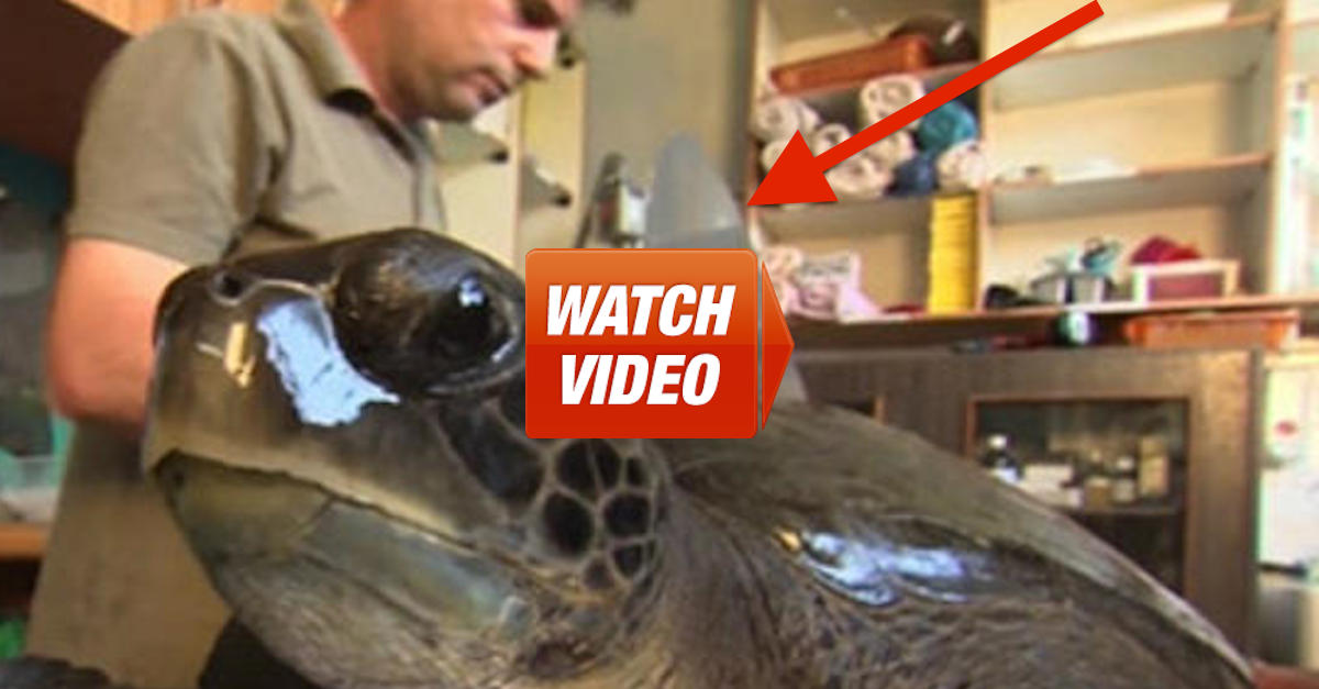 This Amazing Invention Can Save Thousands Of Sea Turtles. I'm So Happy ...