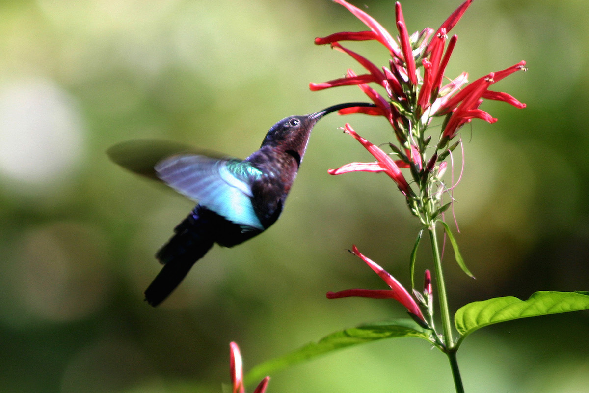 Red Nectar Is Making Hummingbirds Too Sick To Fly | LittleThings.com