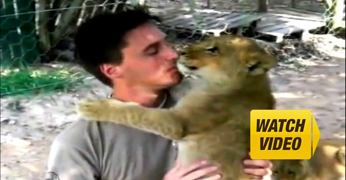 Lion Cubs Say Goodbye To Their Favorite Zookeeper In The Most Touching ...