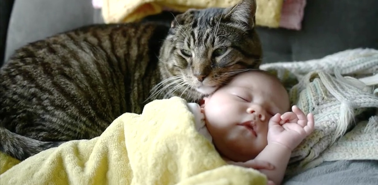 Senior Rescue Cat Spends All Of His Time With His Brand-New Baby Sister ...