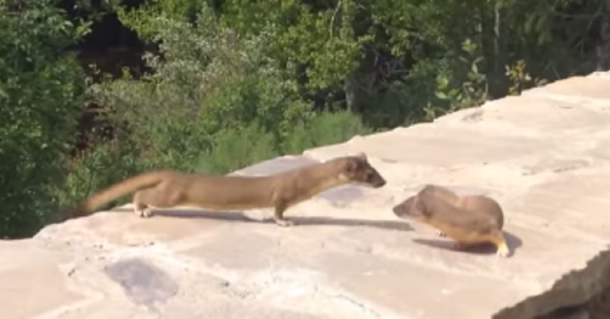 Weasel Mom Runs Up A Stone Fence...Now Watch As Her Babies Try To ...