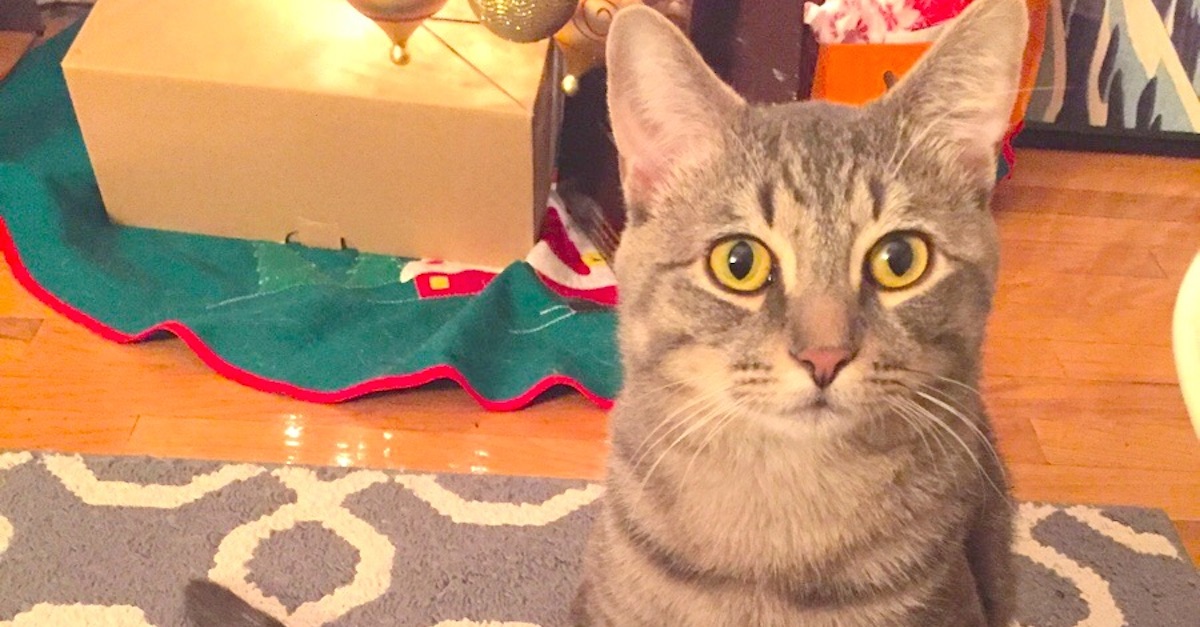 They Adopted This Adorable Cat From A Shelter. Then They Noticed How He ...