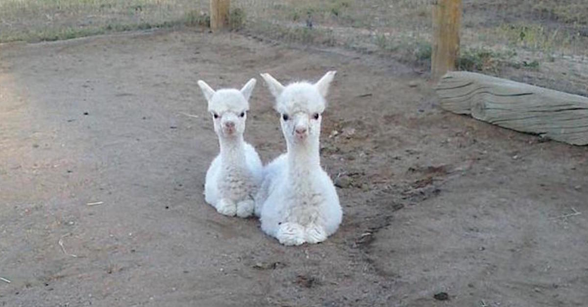 Baby Alpacas Will Cure Any Case Of The Blues | LittleThings.com