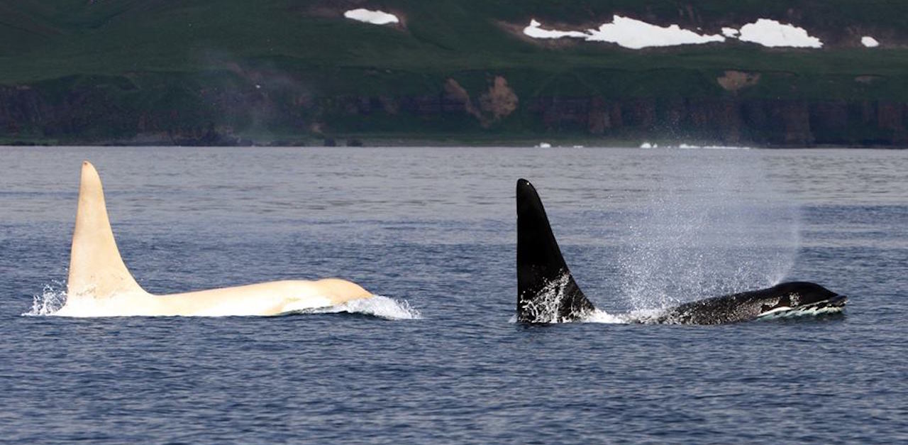 Wildlife Photographer Captures The Appearance Of Exceptionally Rare ...