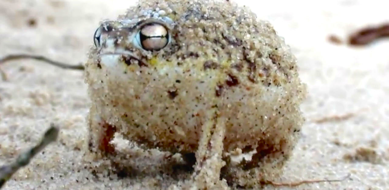 This Is What It Sounds Like When You Make A Desert Rain Frog Very, Very ...