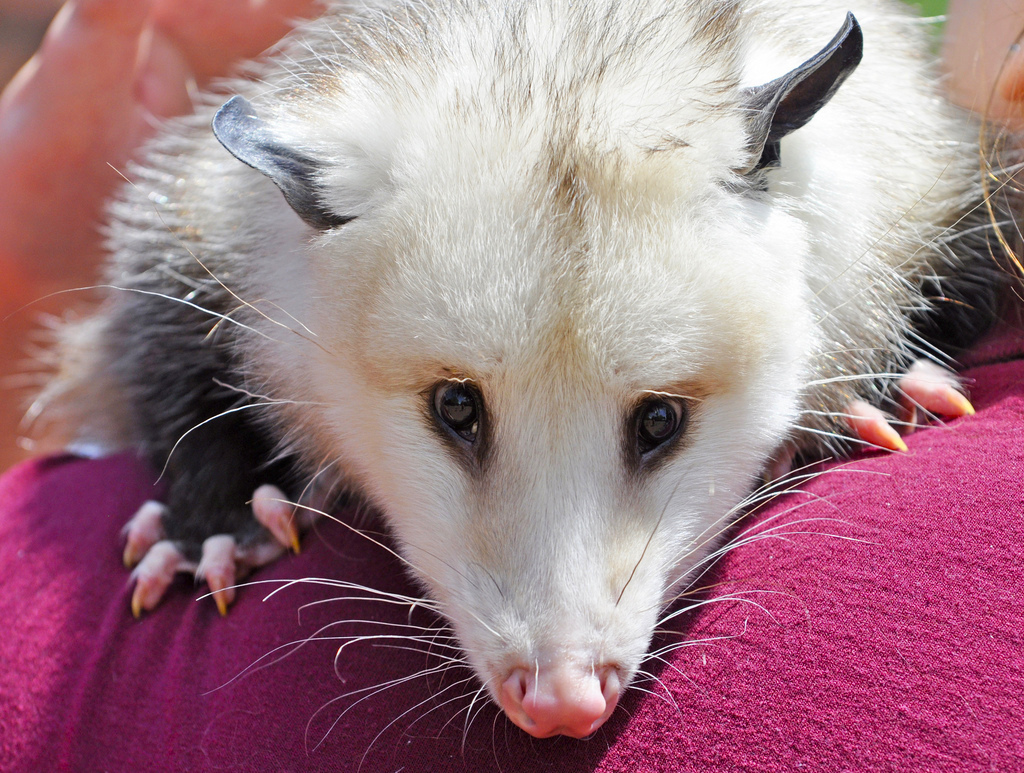 10 Facts About Possums That Will Make You Love Them | LittleThings.com