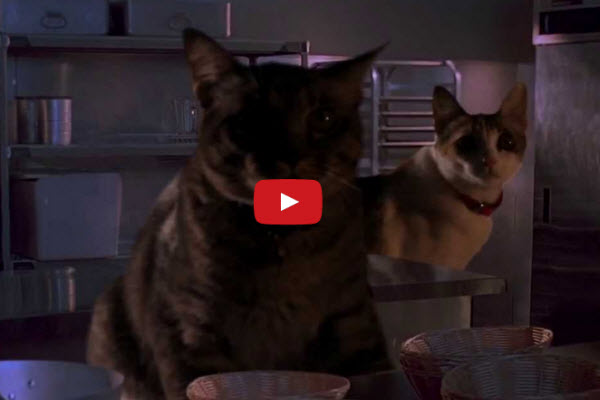 Someone Remade A Classic Movie Scene With Cats And The Result Is SCARY ...