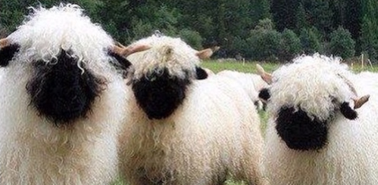 No One Can Agree On Whether These Strange Sheep Are Cute Or Spooky ...