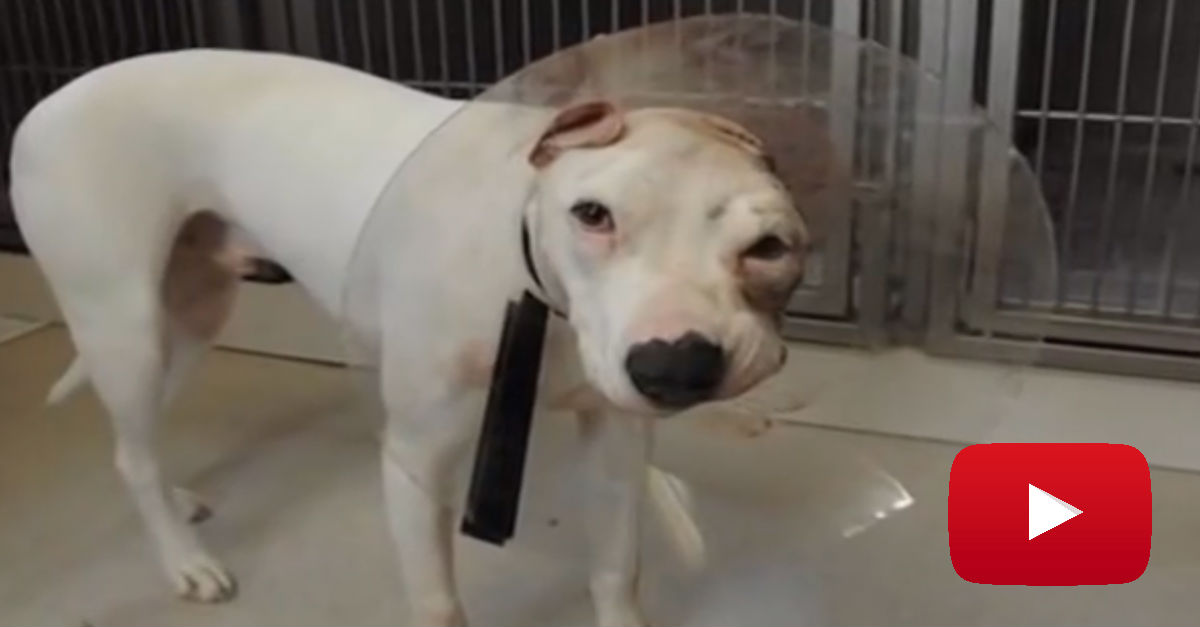 He Was Being Used As Live Bait, But He's Been Given A Second Chance At ...