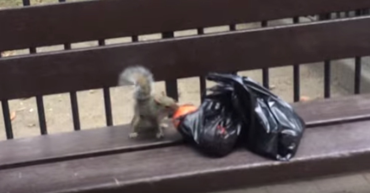Tiny Squirrel Reached Into A Plastic Bag...And Pulls Out WHAT? It’s ...