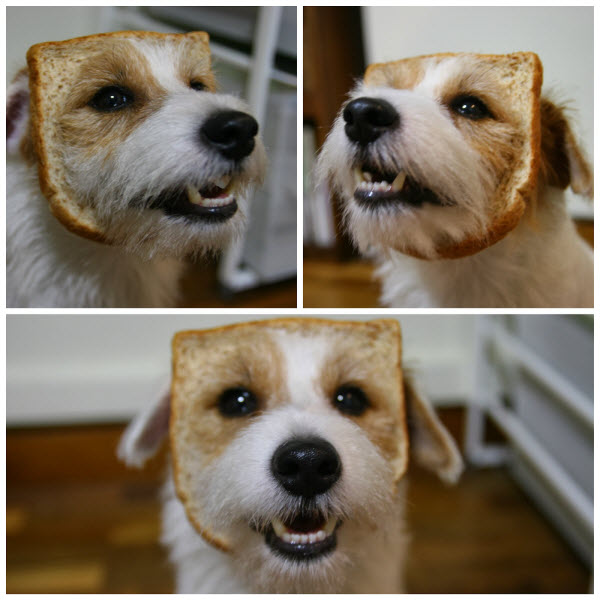 This Is Hilarious! You Have To See These 12 In-Bred Dogs. Last One Is ...