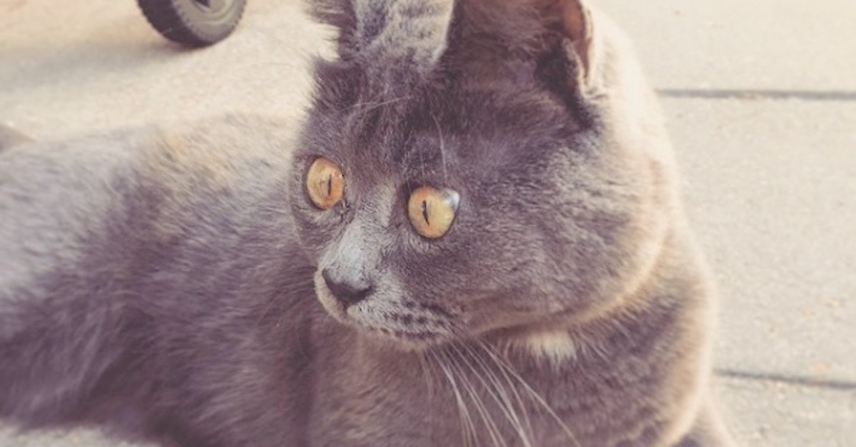 Kevin Looks Like A Normal, Playful Cat. But When He Opens His Eyes ...