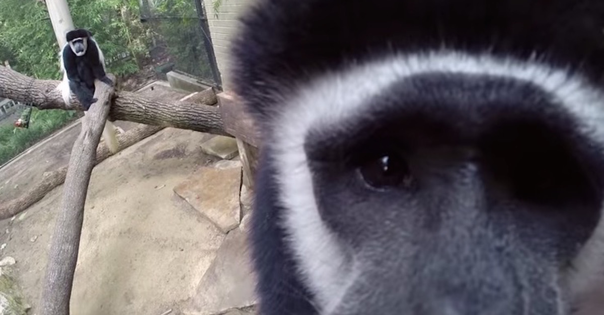 They Put A Go-Pro In A Zoo Enclosure. What The Monkey Does At :14 ...