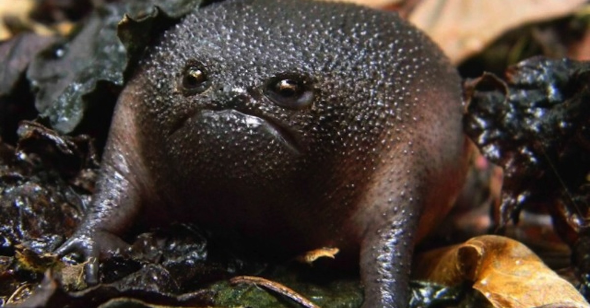 This Adorable Grumpy Frog Just Might Be The World's First Famous ...
