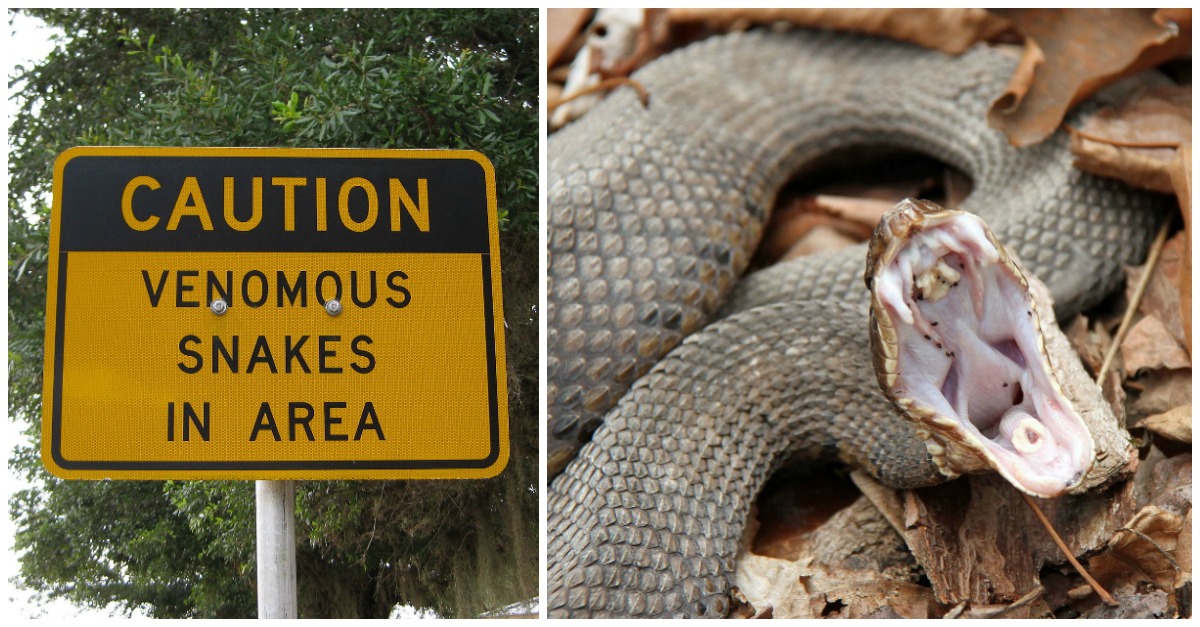 Snakebites: What You Should And Should Not Do For A Bite | LittleThings.com