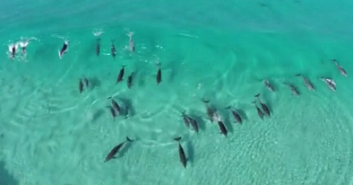 A Research Camera Caught Dolphins Doing THIS Near The Shore ...