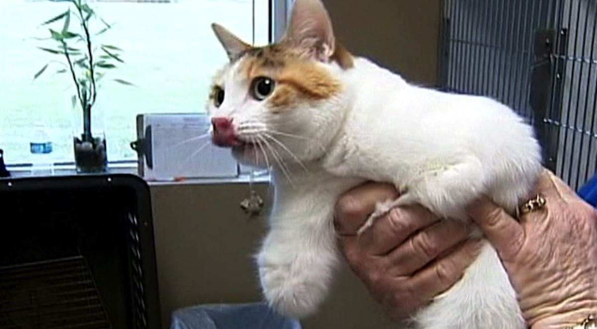 This Astonishing Legless Cat Can Move Around On Her Own! | LittleThings.com