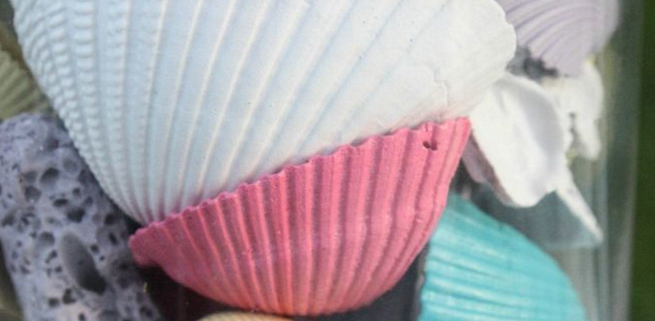 She Brings Home Tons Of Seashells. Now Watch When She Grabs The Paint ...