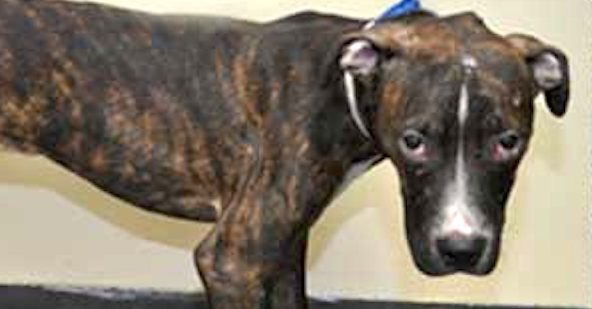 These Dogs Were Rescued From Horrific Conditions. You Should See Them ...