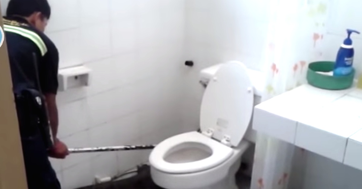 A Monster Was Hiding Behind Their Toilet. When They Discovered What It ...