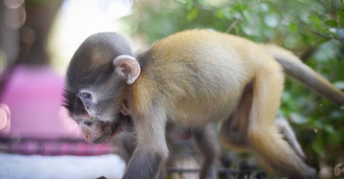 2 Monkeys Sidle Up Next To Each Other. The Reason? This Is Too Adorable ...