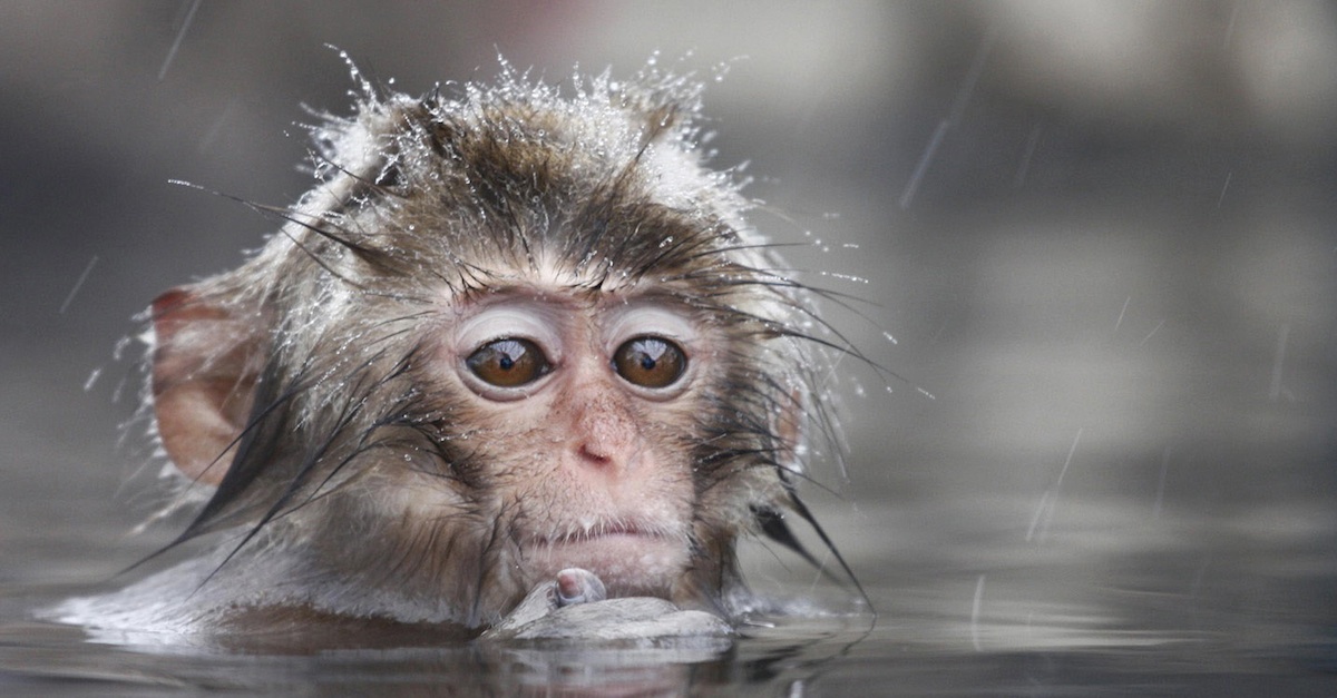 Mama Monkey Teaches Her Adorable Baby How To Swim, And It Will Melt ...