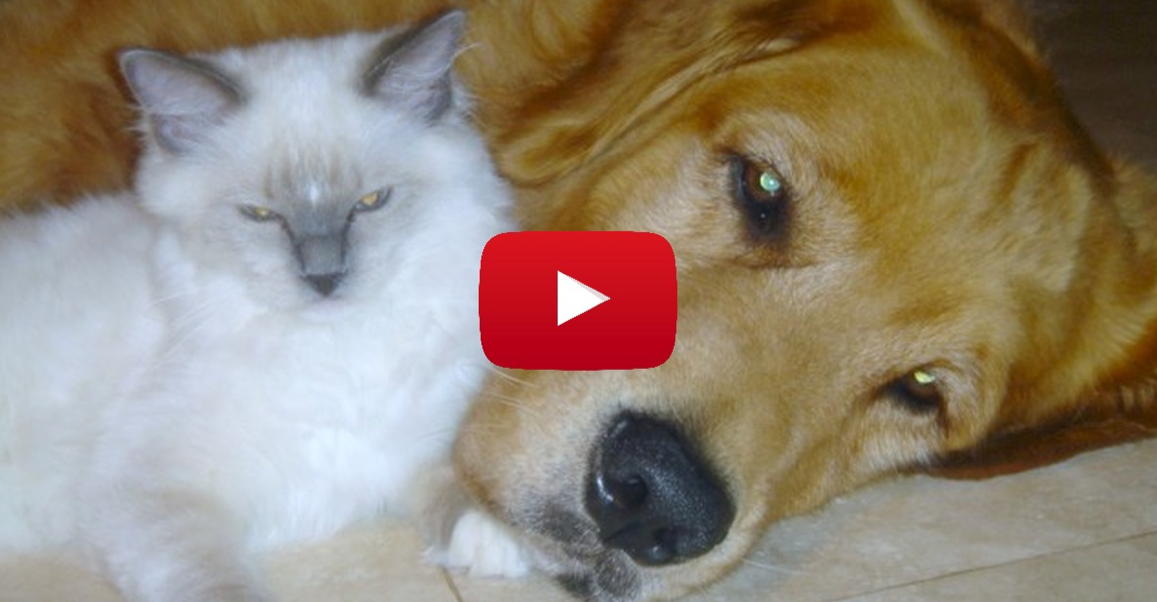 Dog Giving Birth To Cat